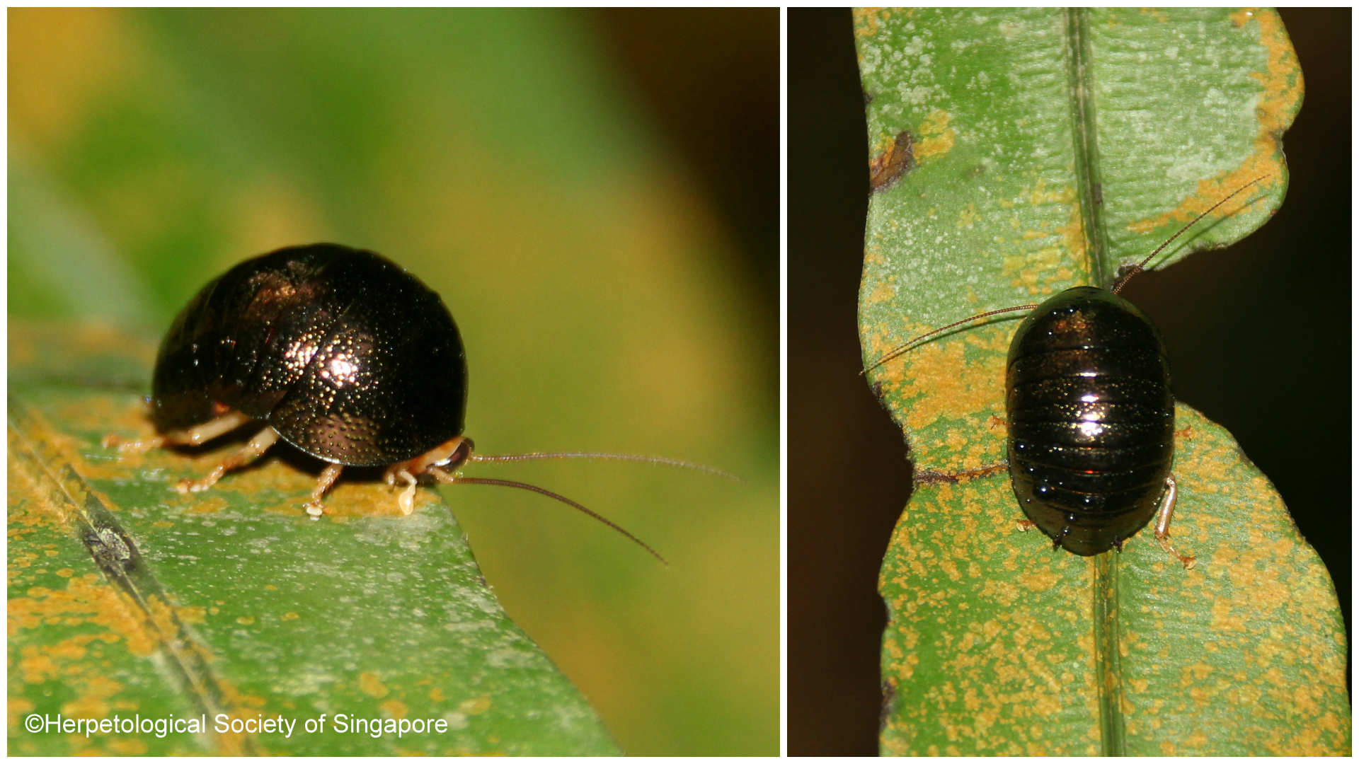 pill-cockroach – Herpetological Society of Singapore