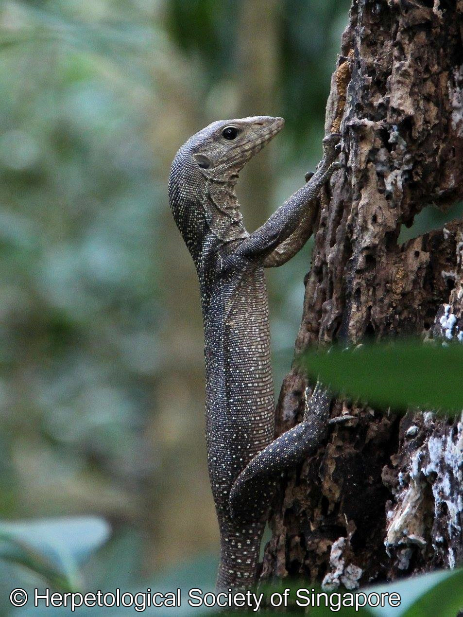 24th March 2018 (Saturday): Herp Walk @ Bukit Timah Nature Reserve ...