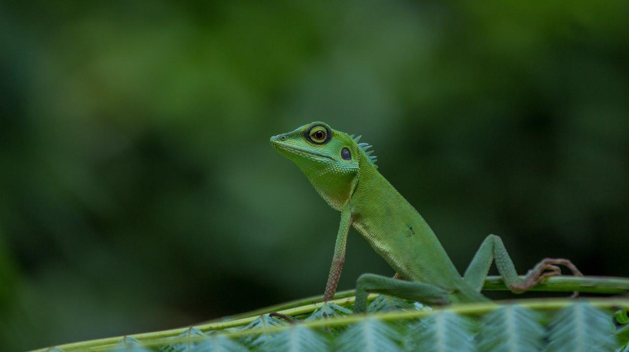 About – Herpetological Society of Singapore
