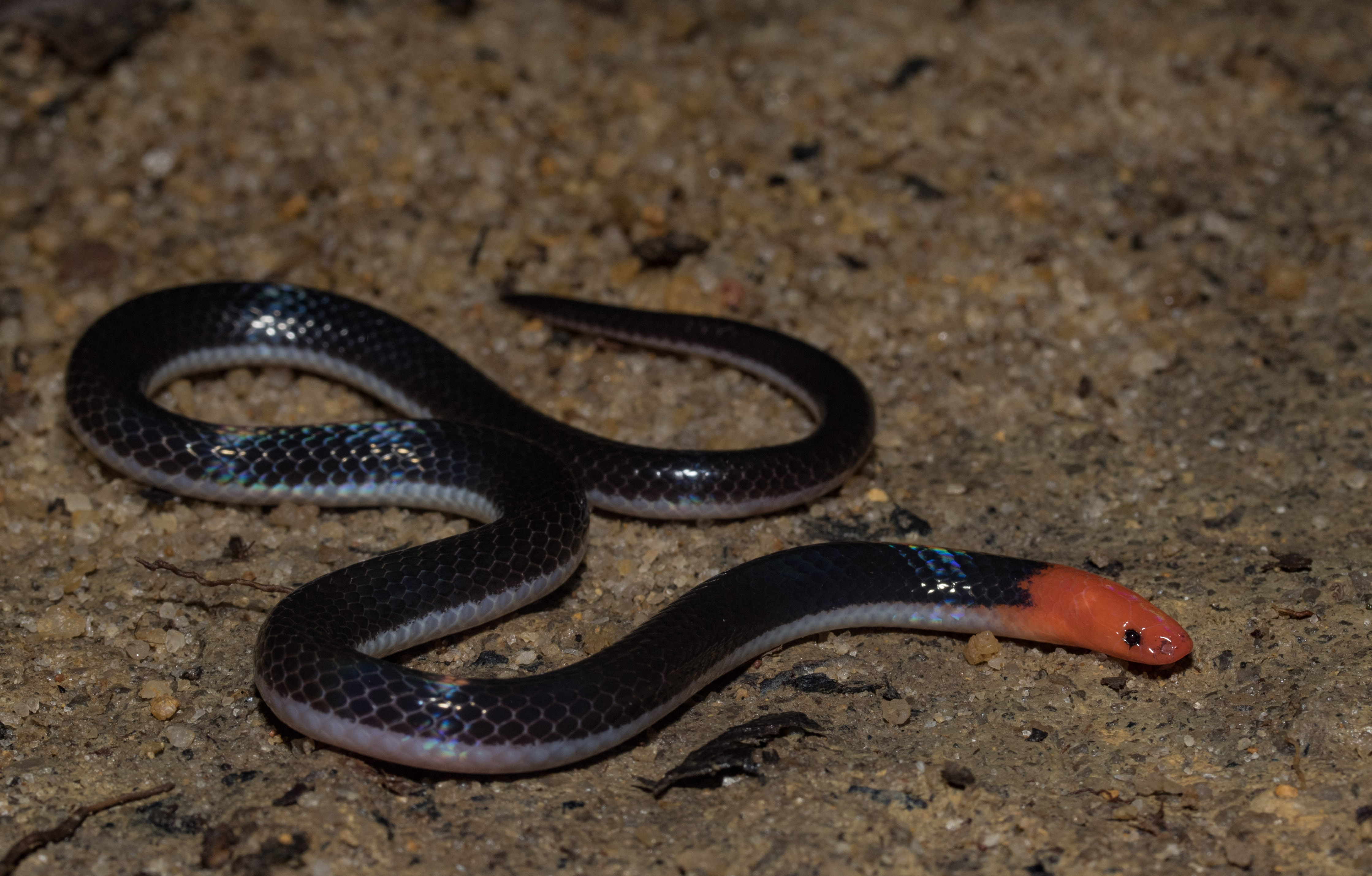 The HSS Blog – Herpetological Society of Singapore