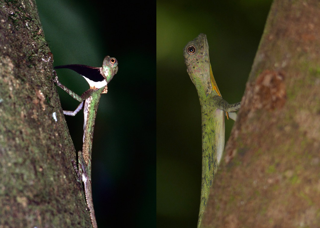 Here be Dragons – Herpetological Society of Singapore