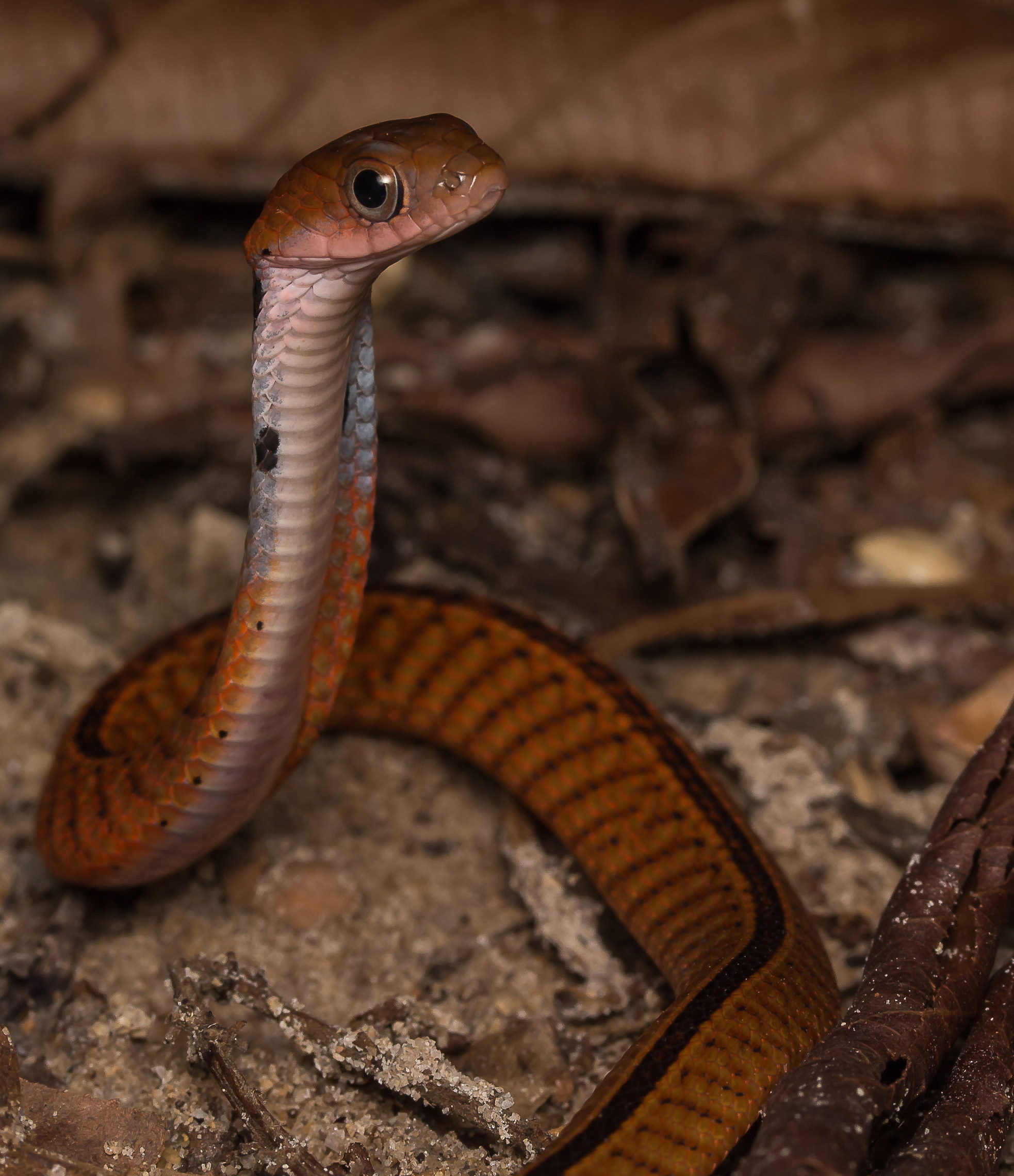 Herpetological Society of Singapore