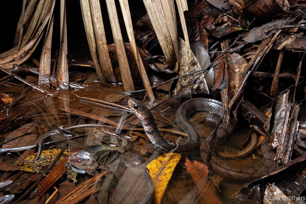 Reflections upon Blackwater – Herpetological Society of Singapore