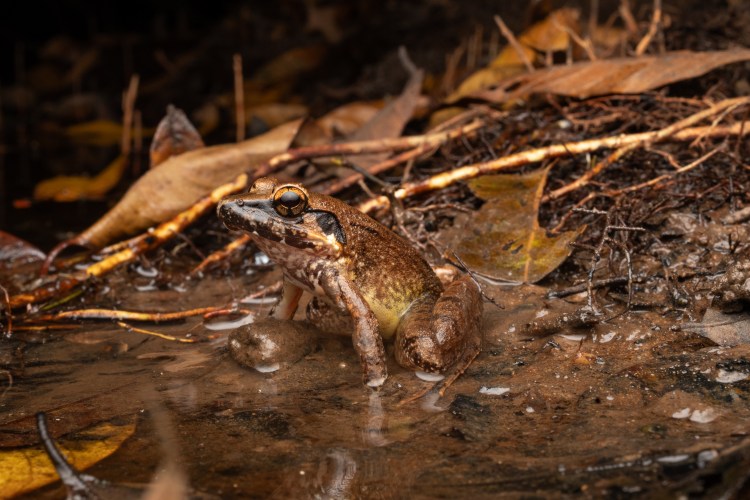 Finding Every Frog in Singapore – Herpetological Society of Singapore