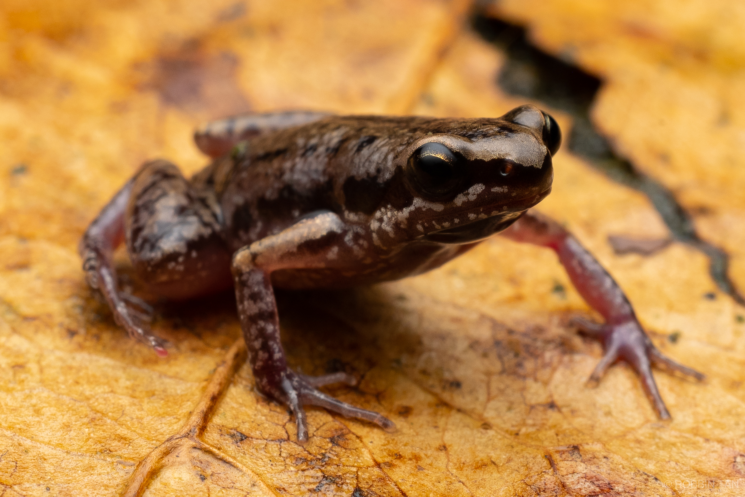 Finding Every Frog in Singapore – Herpetological Society of Singapore